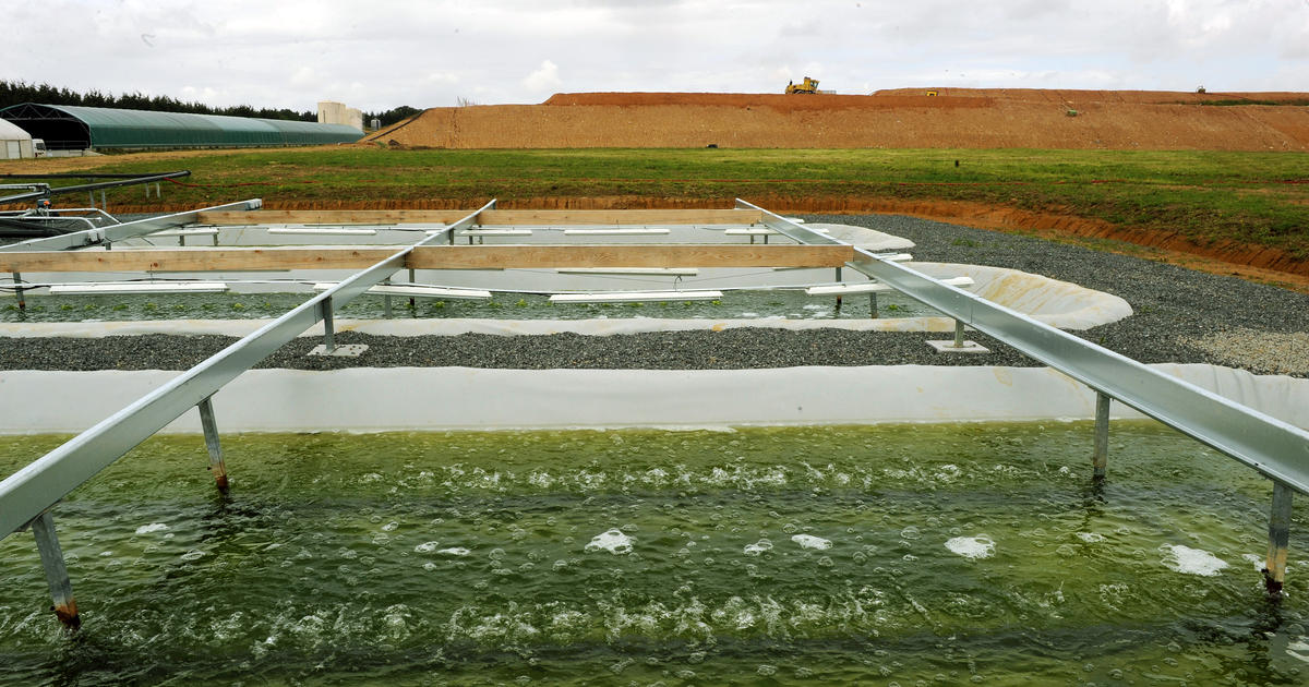 The transformation of microalgae biomass| Planète Énergies